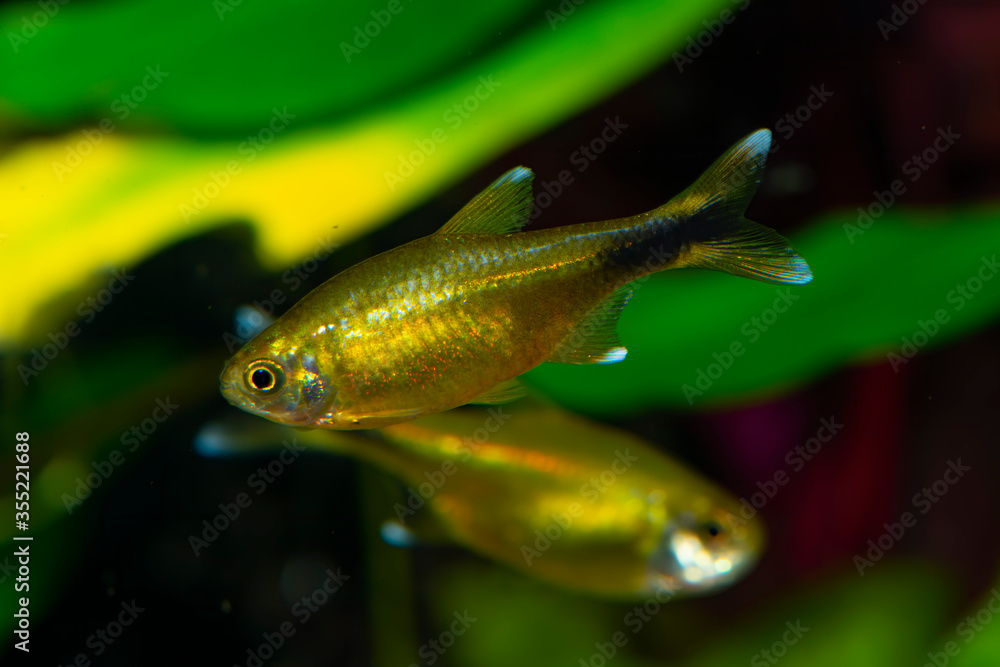 Silvertip tetra (Hasemania nana) is a species of characid freshwater ...