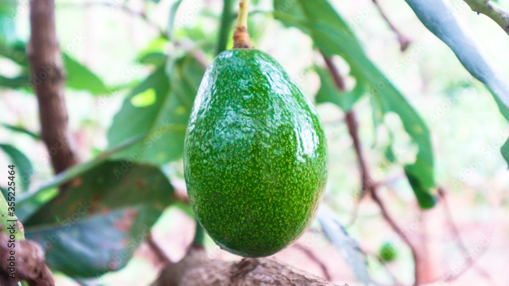 Avocado a pear-shaped fruit with a rough leathery skin, smooth oily ...