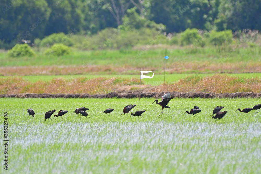 Glossy ibis (Plegadis falcinellus) is a wading bird in the ibis family ...