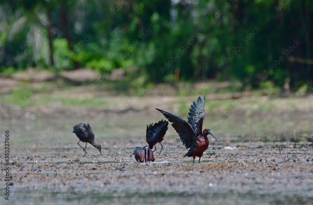 Glossy ibis (Plegadis falcinellus) is a wading bird in the ibis family ...
