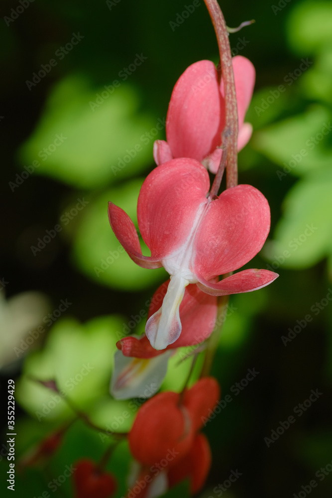 Blooming spring flowers, ornamental plant with blossom in the shape of ...