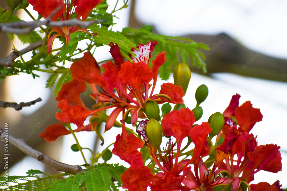 royal poinciana flame tree, red poinciana flowers, flowering flame tree ...