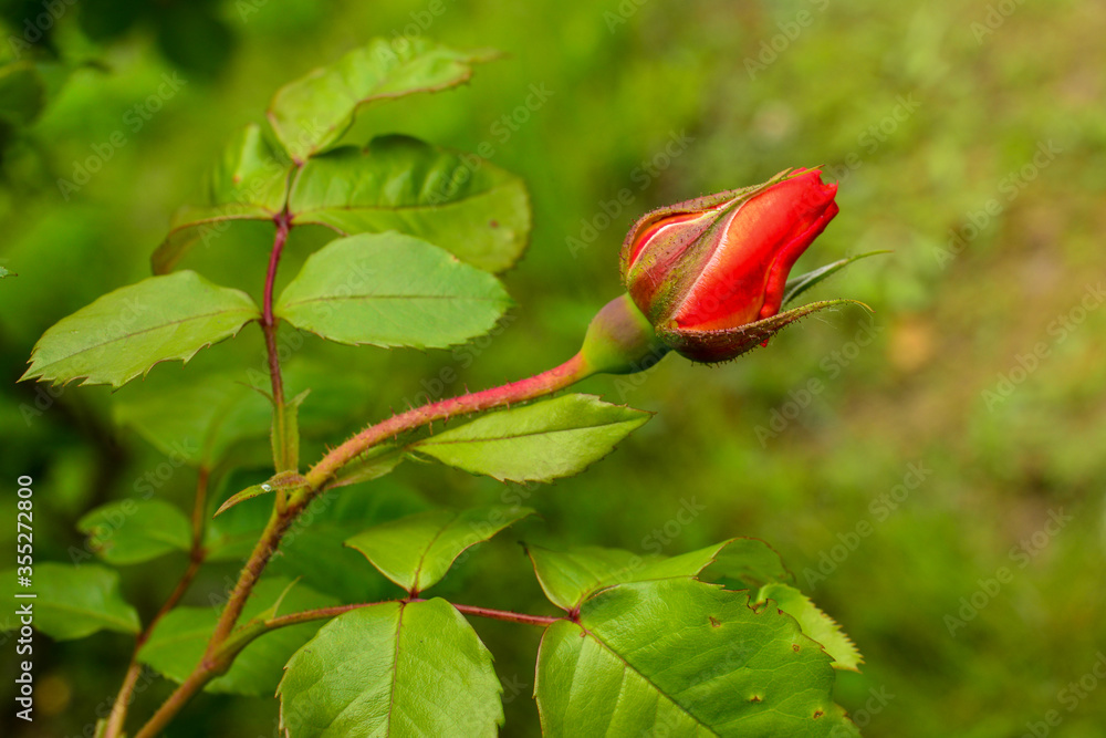 Beautiful red rose bud starting to open and become a blooming rose ...