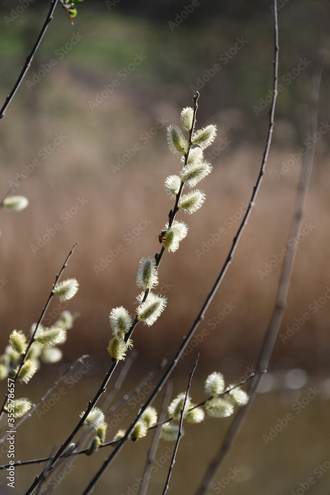 Saule pleureur en chaton Stock Photo | Adobe Stock