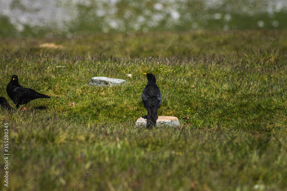 3 cuervos volando y en el suelo comiendo en el monte gorbea Stock Photo ...