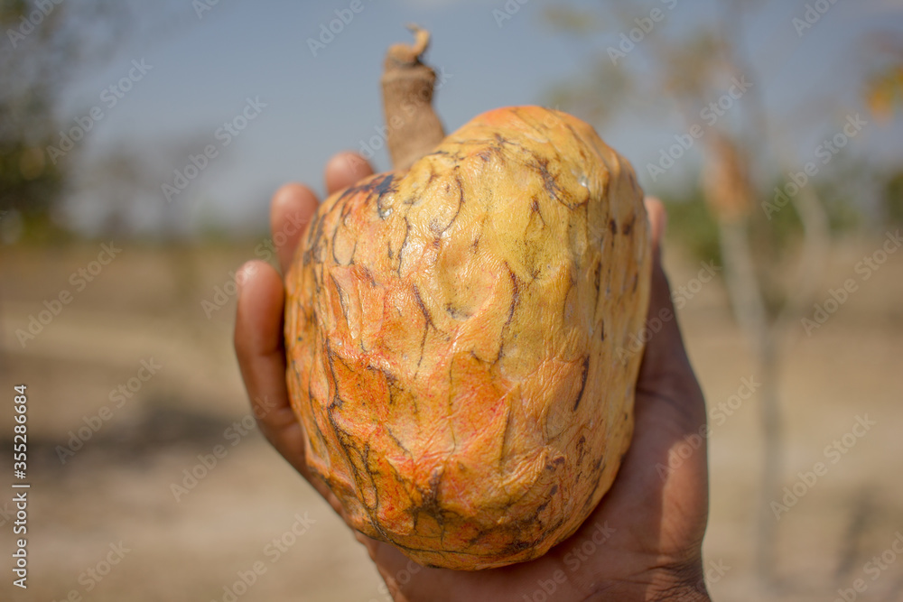Ripe Fruit from the Annona Reticulata Tree, Known as Custard Apple ...