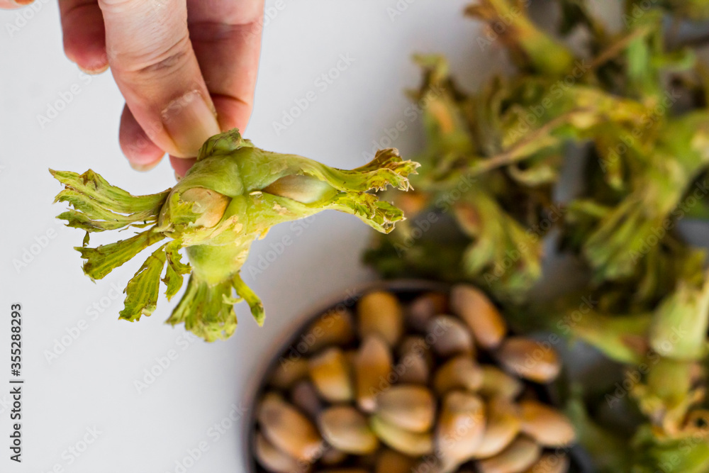Turkish hazelnuts with own leaves,from Black Sea Region of Turkey new ...