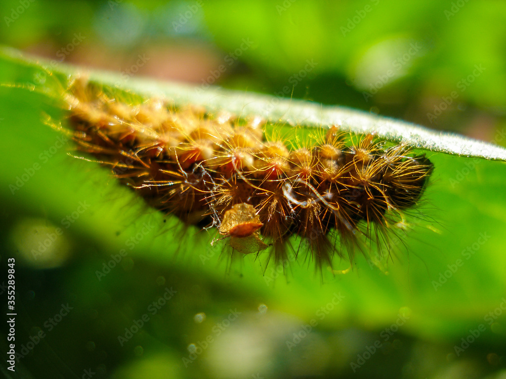 Brown caterpillar, larvae of Knot Grass Moth. Insect Acronicta Rumicis ...