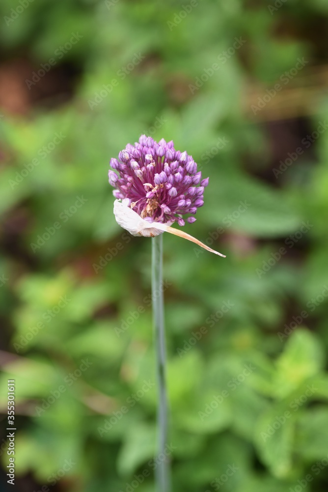 Garlic Flower / Garlic is a perennial herb of Amaryllidaceae Allium ...