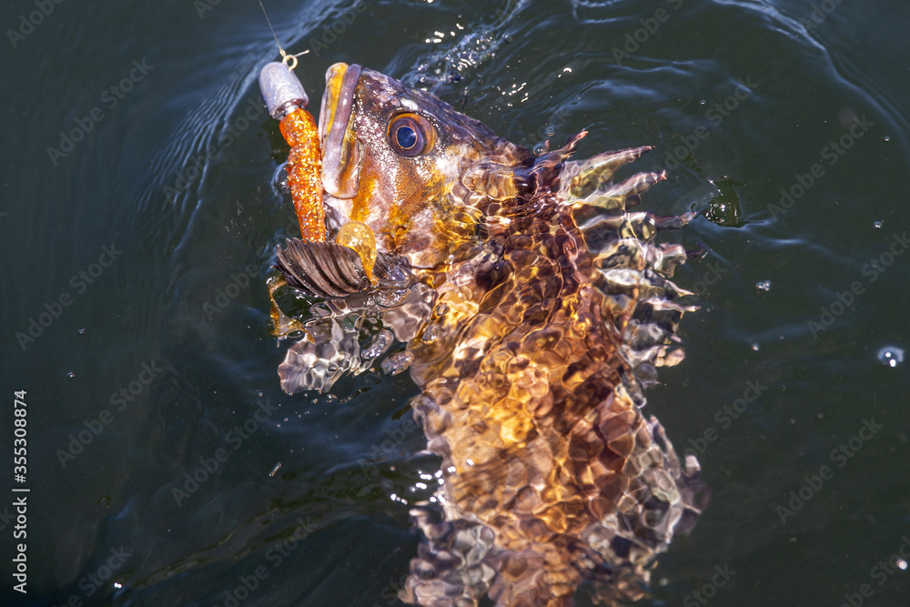 Bottom fishing for rock fish in the ocean caught on a lure Stock Photo ...
