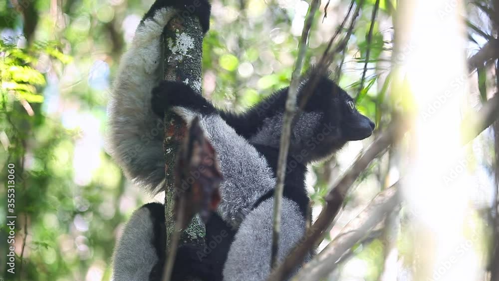 Indri lemur in the natural habitat. Indri lemur (Indri indri) hangs on ...