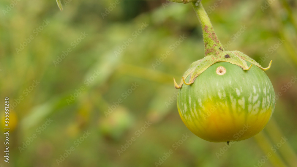 Solanum plants melongena other variants, with rounded shapes and ...