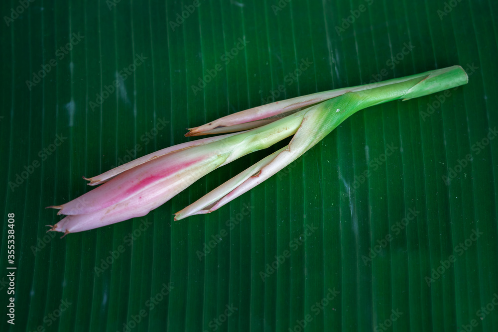 Bunga Kantan known as Torch Ginger flower with scientific name ...