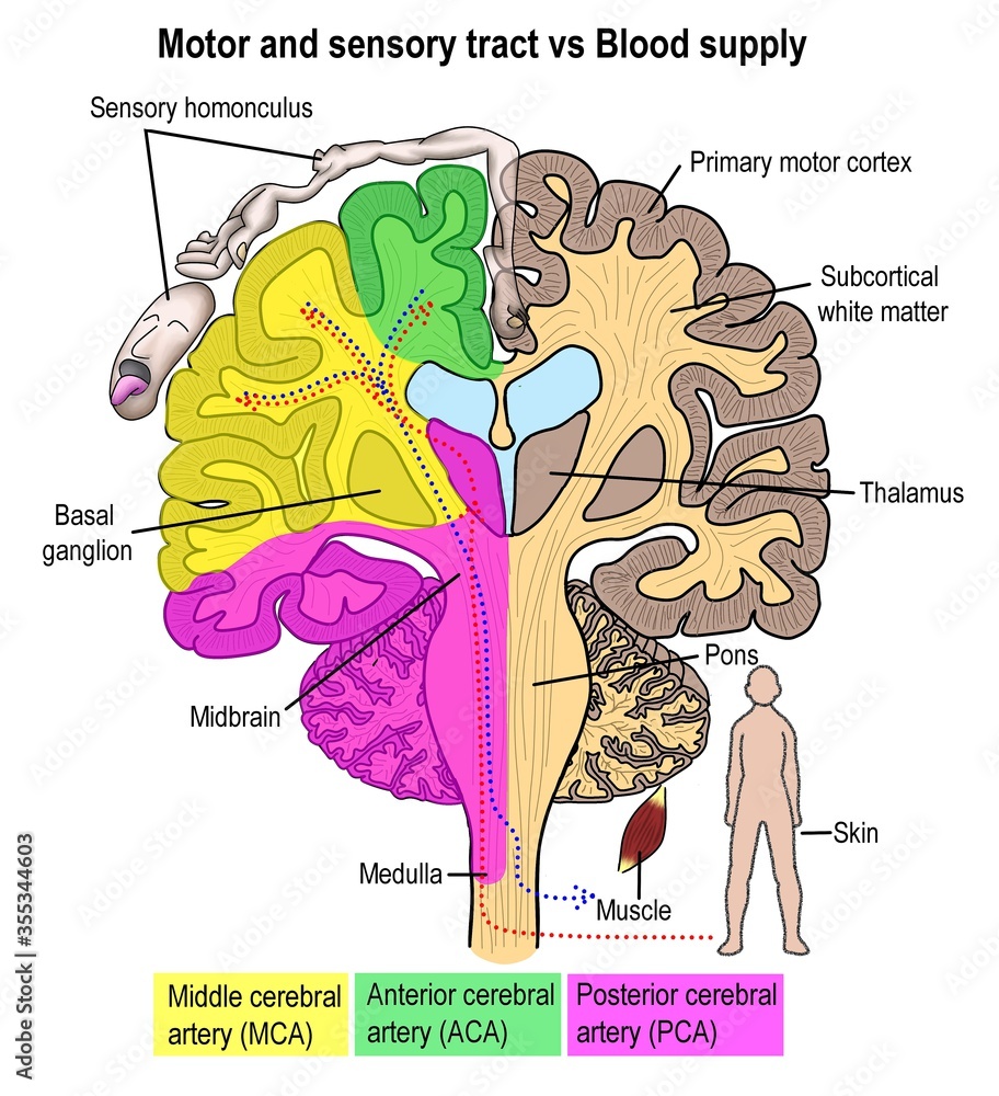 the anatomy and physiology of carticospinal track and spinothalamic ...
