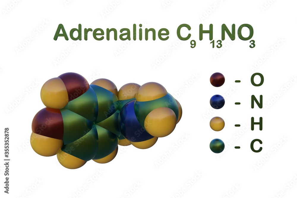 Structural chemical formula and molecular model of adrenaline, a ...