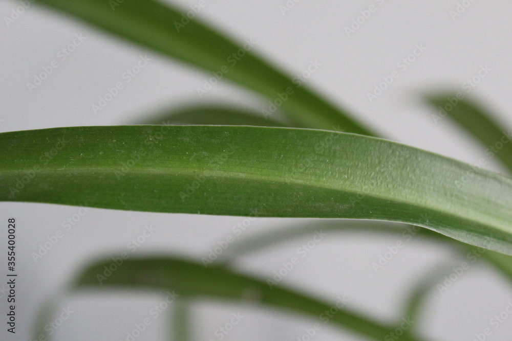 Chlorophytum comosum spider plant airplane plant St. Bernard's lily ...