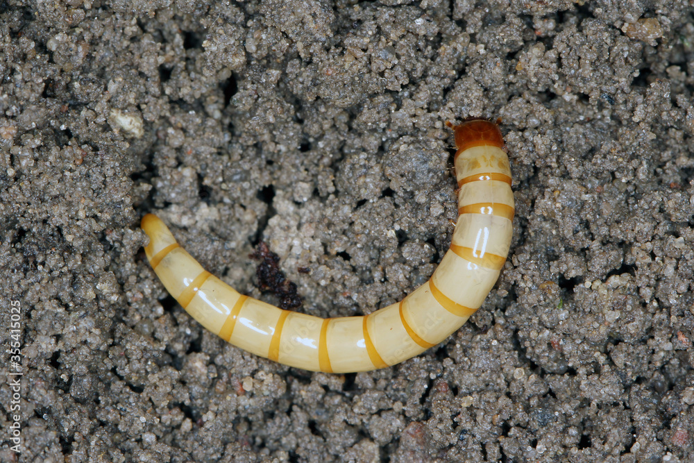 Wireworms - Larvae of Agriotes a species of beetle from the family of ...
