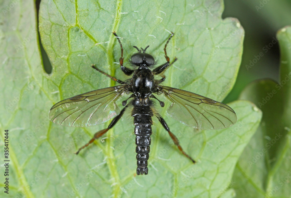 Bibio marci is a fly from the family Bibionidae called March flies and ...
