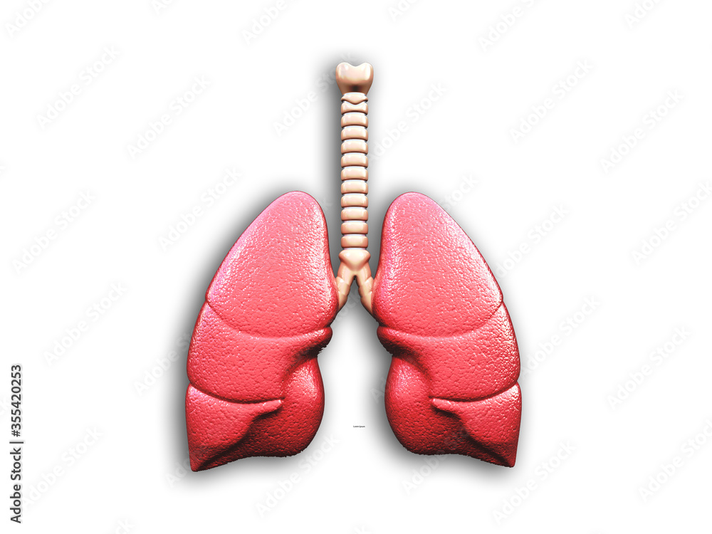 Humans have two lungs, a right lung and a left lung. They are situated ...