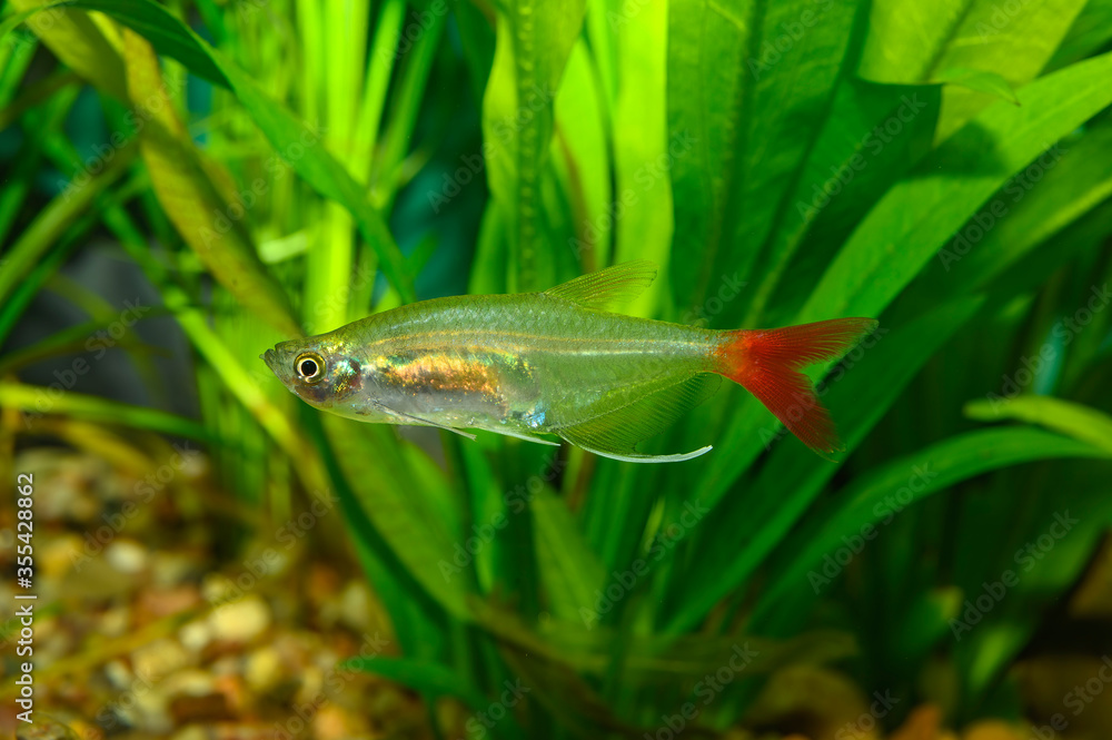 Aquarium fish. The glass bloodfin tetra, Prionobrama filigera, is a ...