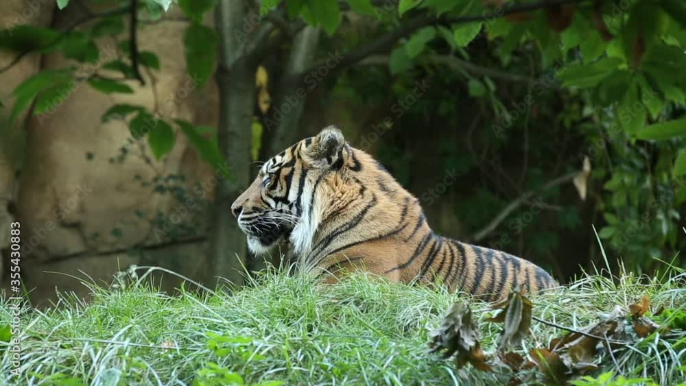 Sumatran tiger male lies hidden in dense vegetation in Sumatra nature ...
