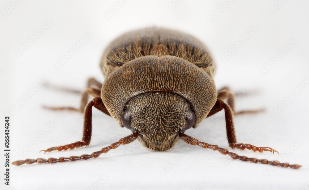 Agriotes obscurus is a species of beetle from the family of Elateridae ...