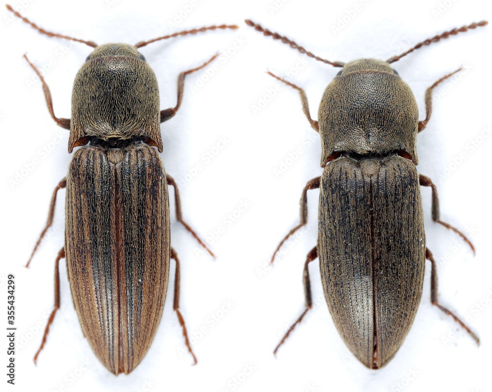 Agriotes lineatus (left) and Agriotes obscurus (right) are a beetles ...