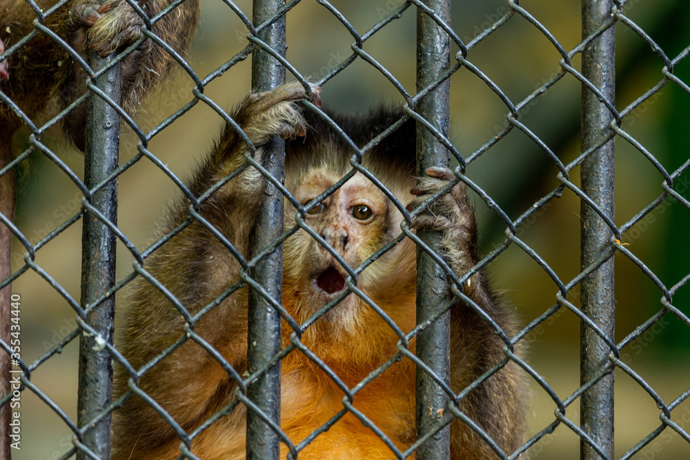 Monkey in the cage is enclosed in a zoo and sadly and aggressively ...