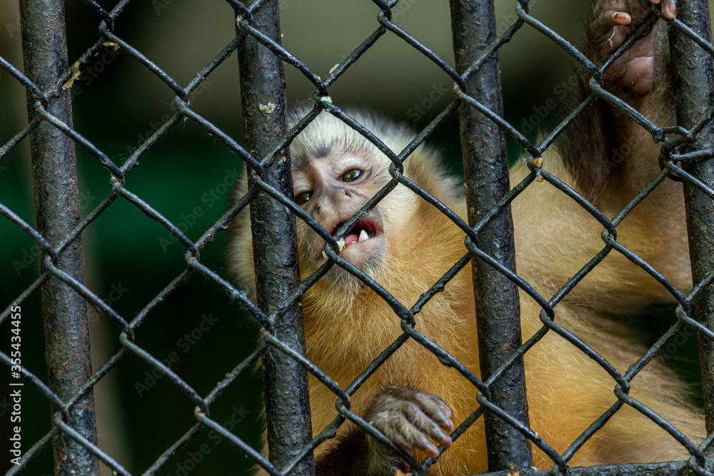 Monkey in the cage is enclosed in a zoo and sadly and aggressively ...