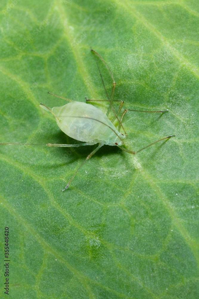 Acyrthosiphon pisum commonly known as the pea aphid or as the green ...