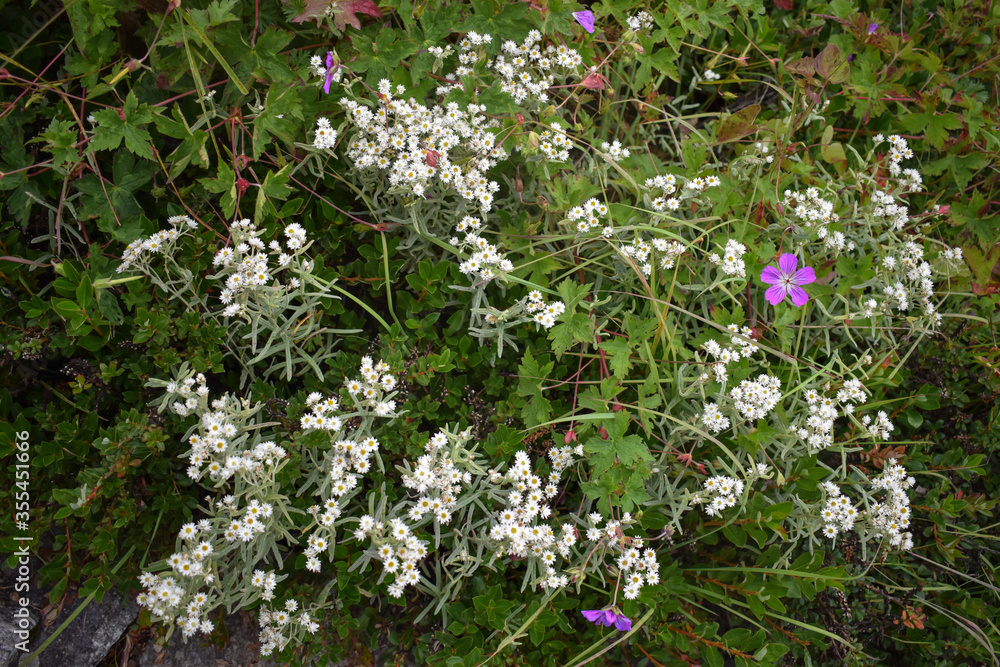Rare Himalayan flower Anaphalis triplinervis blooming during monsoon ...