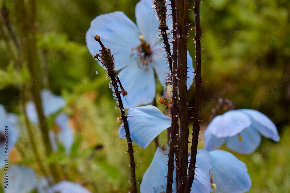 Rare Himalayan flower Blue Poppy with dew droplets on stem seen during ...