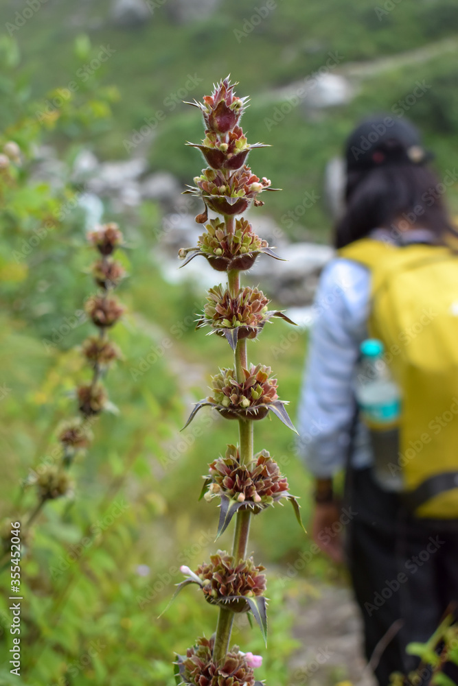 Fotografia do Stock: A hiker in the bg of Rare Himalayan flower ...