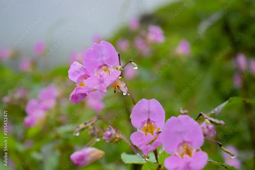 Impatiens sulcata (himalayan balsam) with dew droplets on flower ...