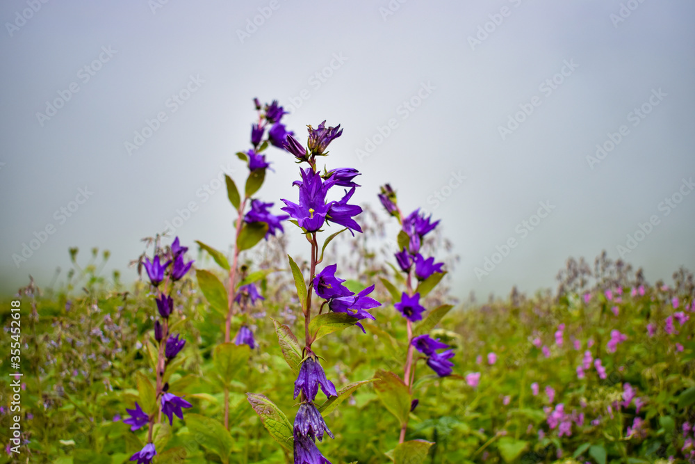 Rare Himalayan flower campanula or Large Bellflower with cloudy rainy ...