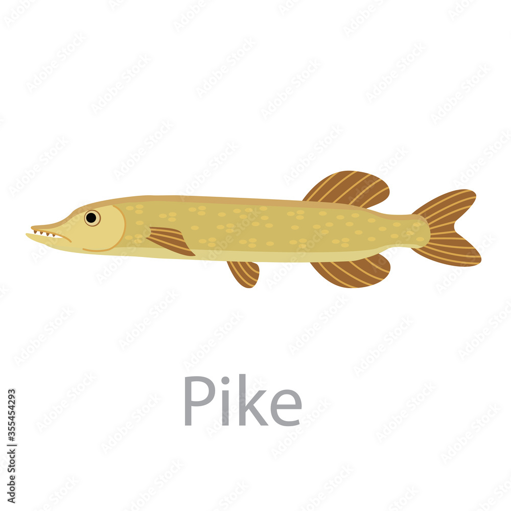 Cute Pike fish vector flat illustration. River animal swimming isolated ...