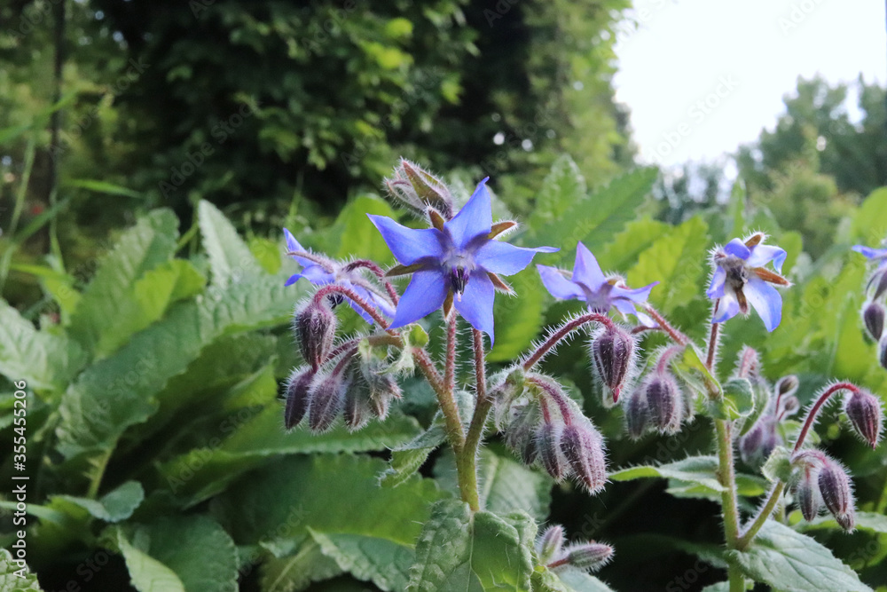 Borago officinalis, also known as a starflower, is an annual herb in ...
