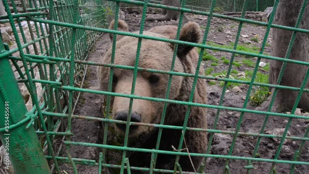 Sad bear behind fence in prison. Poor brown bear living in steel cage ...