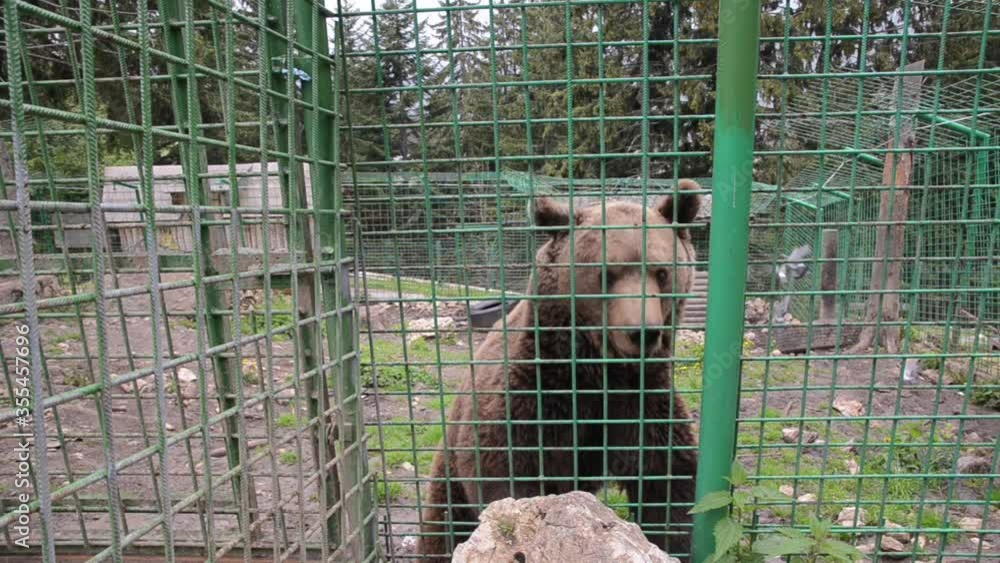Sad bear behind fence in prison. Poor brown bear living in steel cage ...