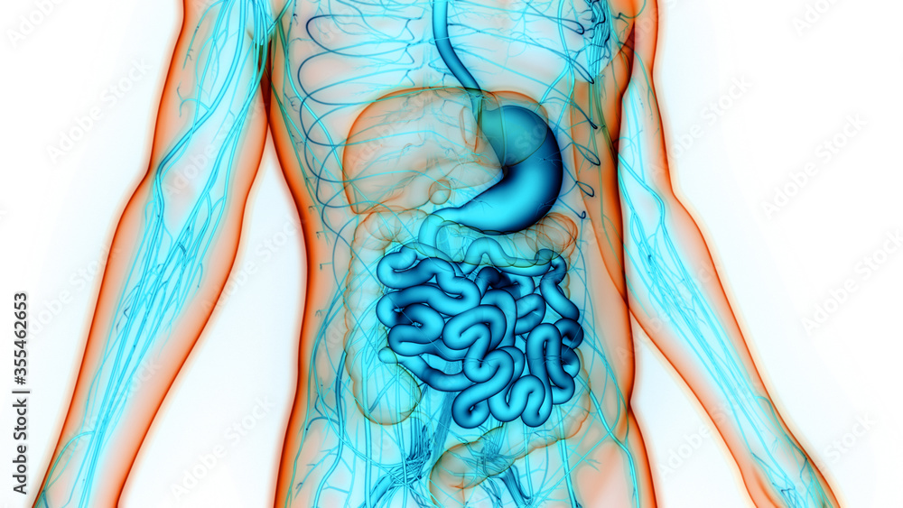 Human Digestive System Stomach with Small Intestine Anatomy Stock ...