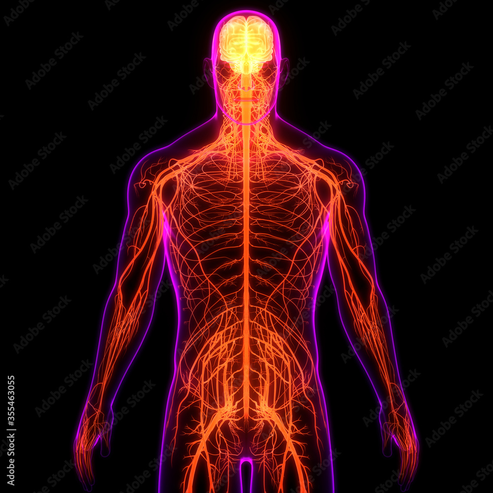 Central Organ of Human Nervous System Brain Anatomy Stock Illustration ...