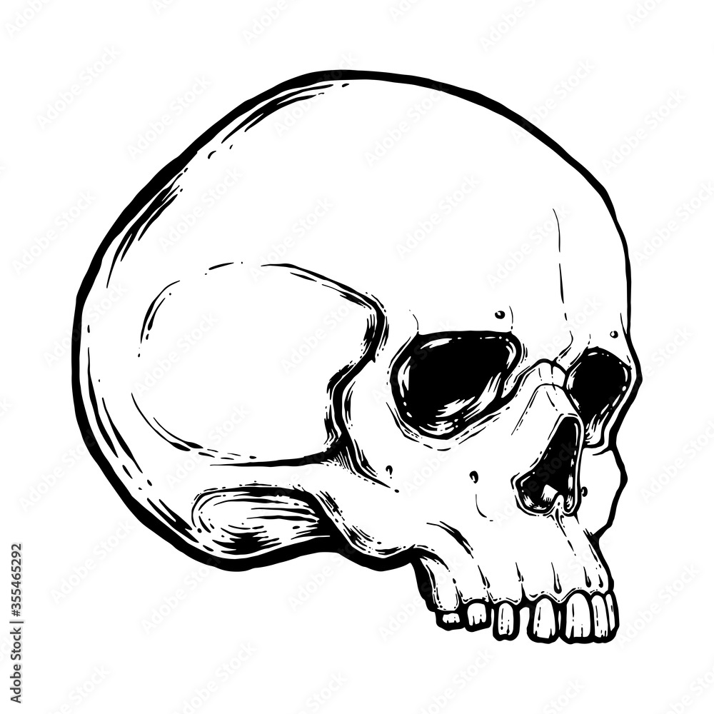 human skull vector illustration. Hand draw line art anatomically ...