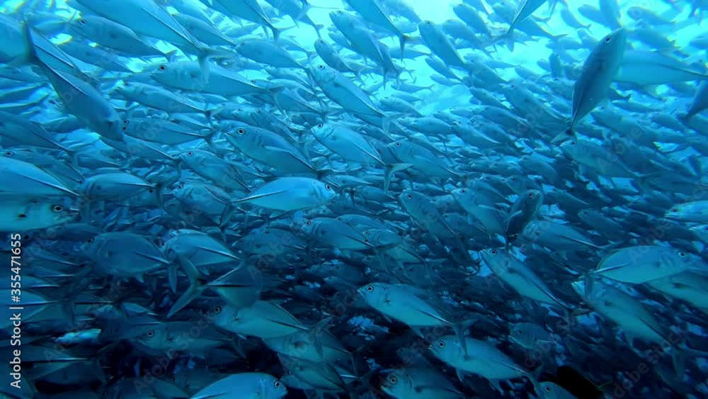 Slow motion shot school of tuna tunny fish on the blue background of ...