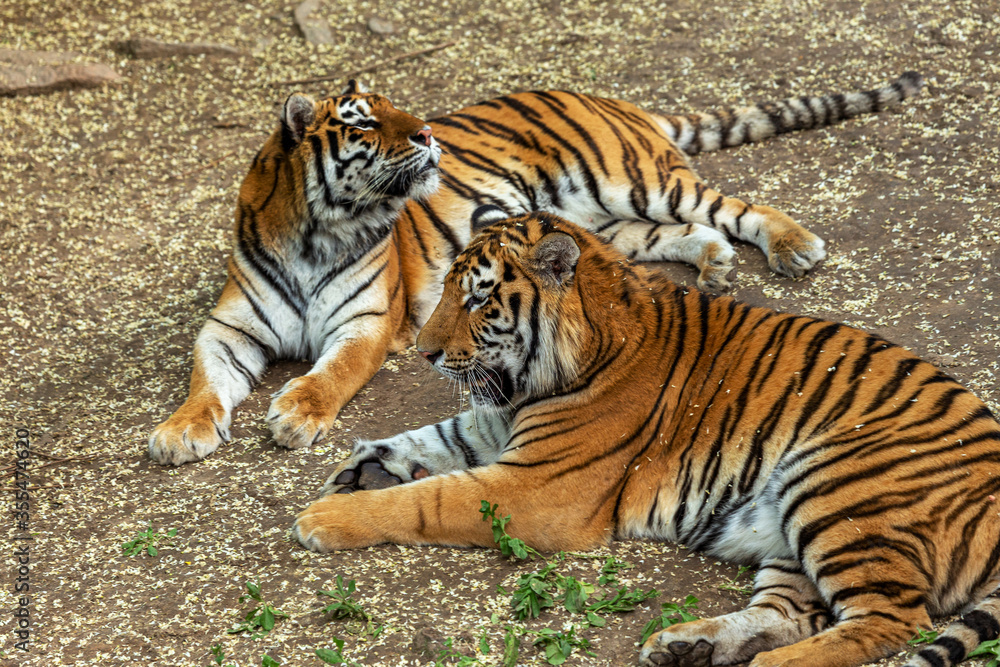 Fotografia do Stock: Siberian tiger (Panthera tigris tigris) is also ...