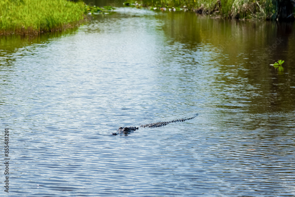 Crocodile alligator gator in the swamp in Everglades Gator Park ...