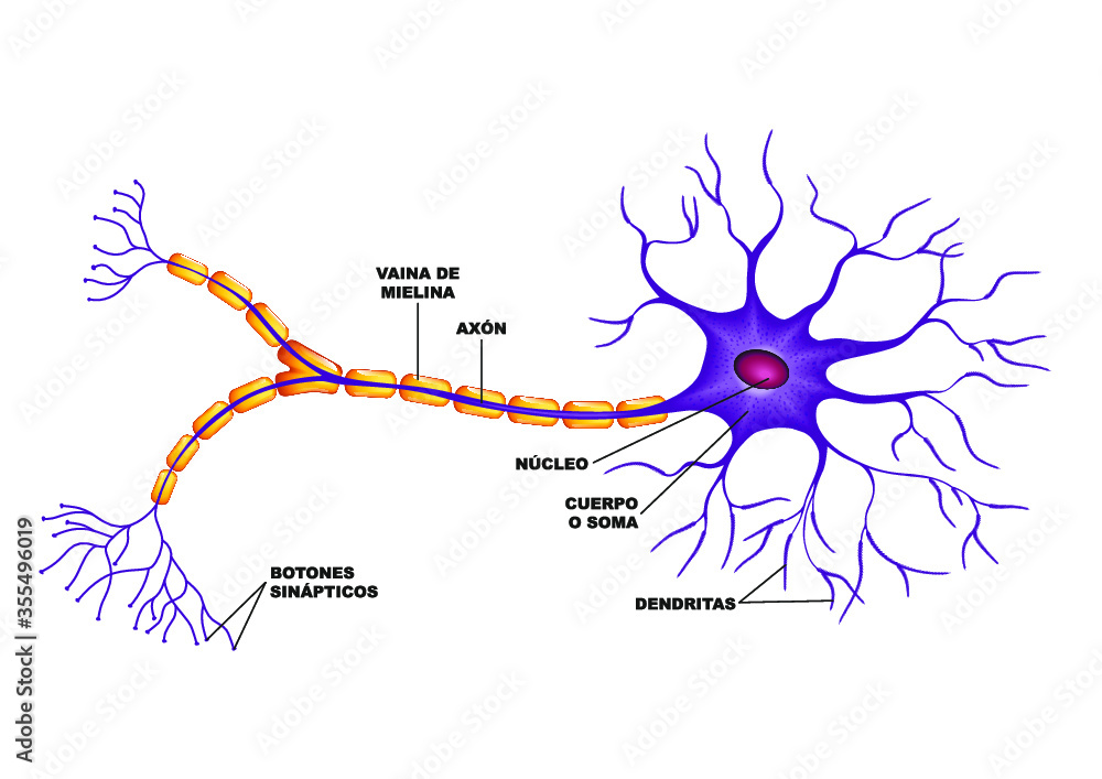 Partes de la neurona en cerebro humano Stock Vector | Adobe Stock