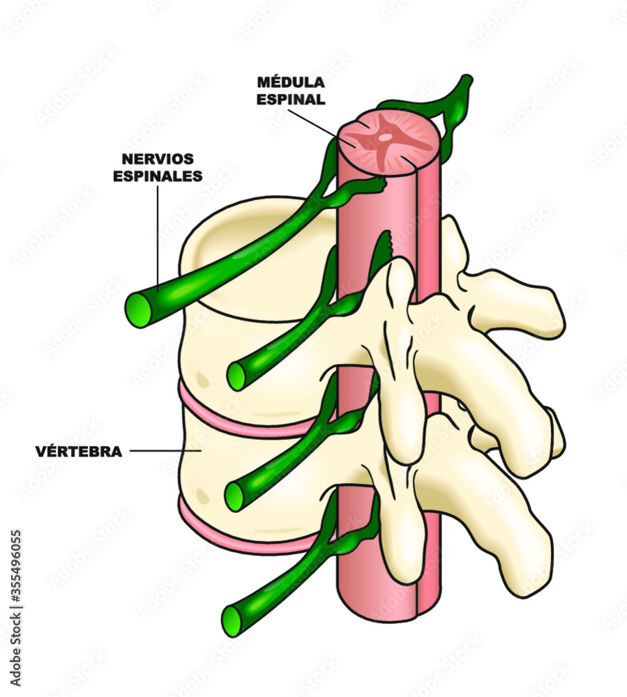 Ilustración de una parte de la médula espinal Stock Vector | Adobe Stock