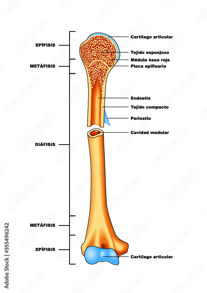 Partes de un hueso largo Stock Vector | Adobe Stock