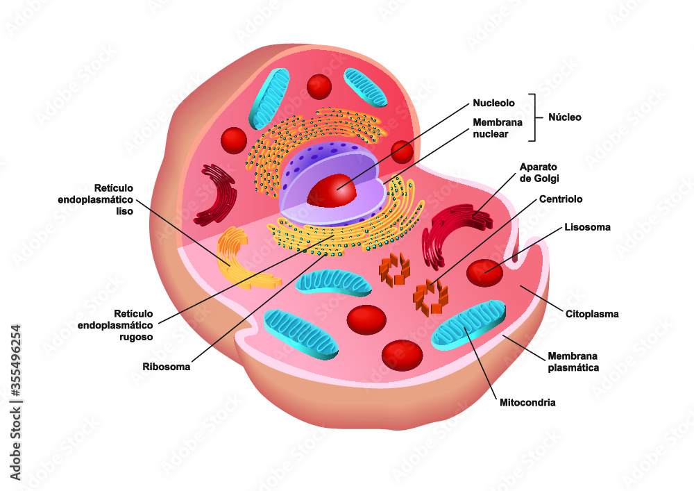 Esquema de las partes de la célula Stock Vector | Adobe Stock