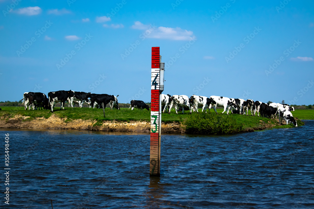 Water level gauge of the Sainte Lumine de Coutais marsh, cows in the ...